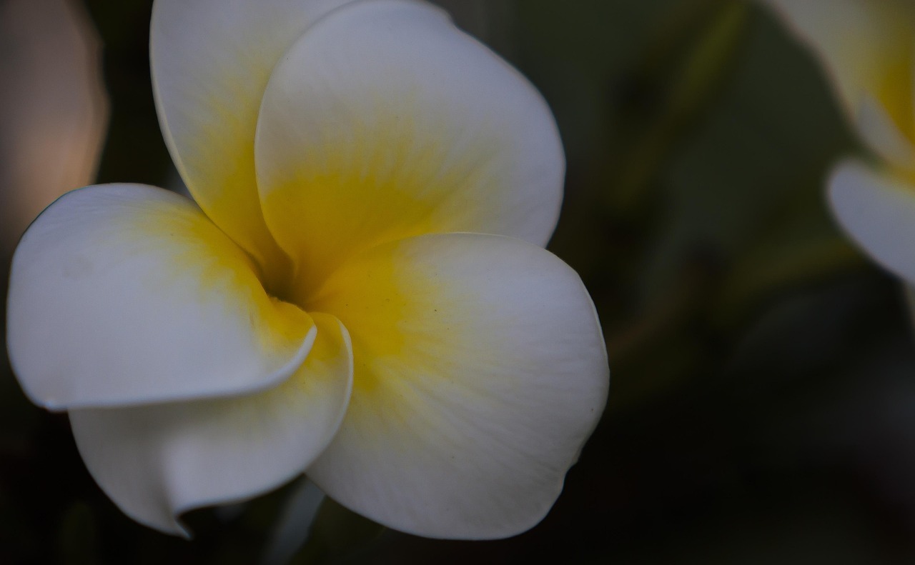 Fleur Blanche Plante Le - Photo gratuite sur Pixabay - Pixabay