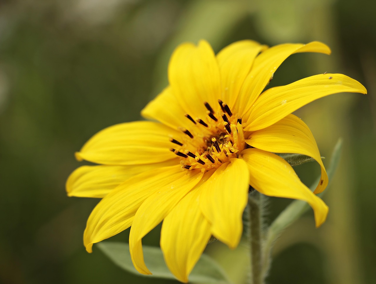 60,000+ Free Small Flowers & Nature Images - Pixabay