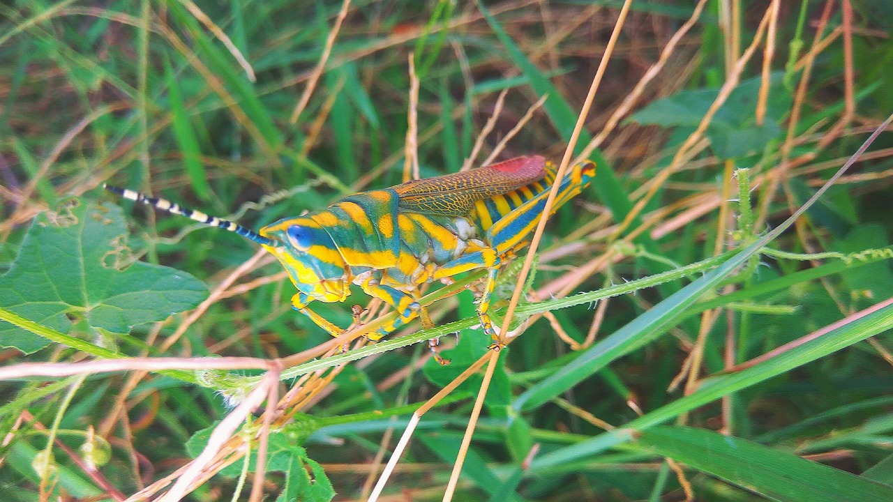 Grasshopper Insect Arthropoda - Free photo on Pixabay - Pixabay