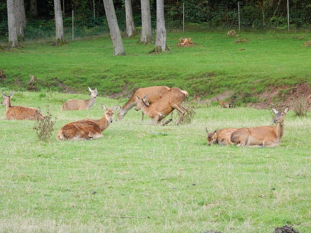 Cerf Animaux Forêt - Photo gratuite sur Pixabay - Pixabay