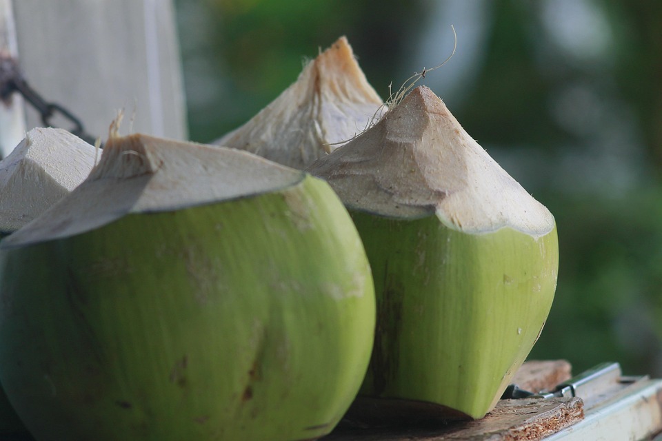 Coconut Tree Nature - Free photo on Pixabay - Pixabay