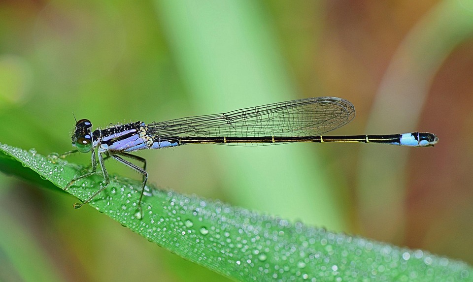 Natur Libelle Schönheit - Kostenloses Foto auf Pixabay - Pixabay