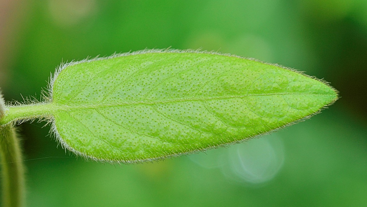 La Nature Feuille Feuilles Vertes - Photo gratuite sur Pixabay - Pixabay
