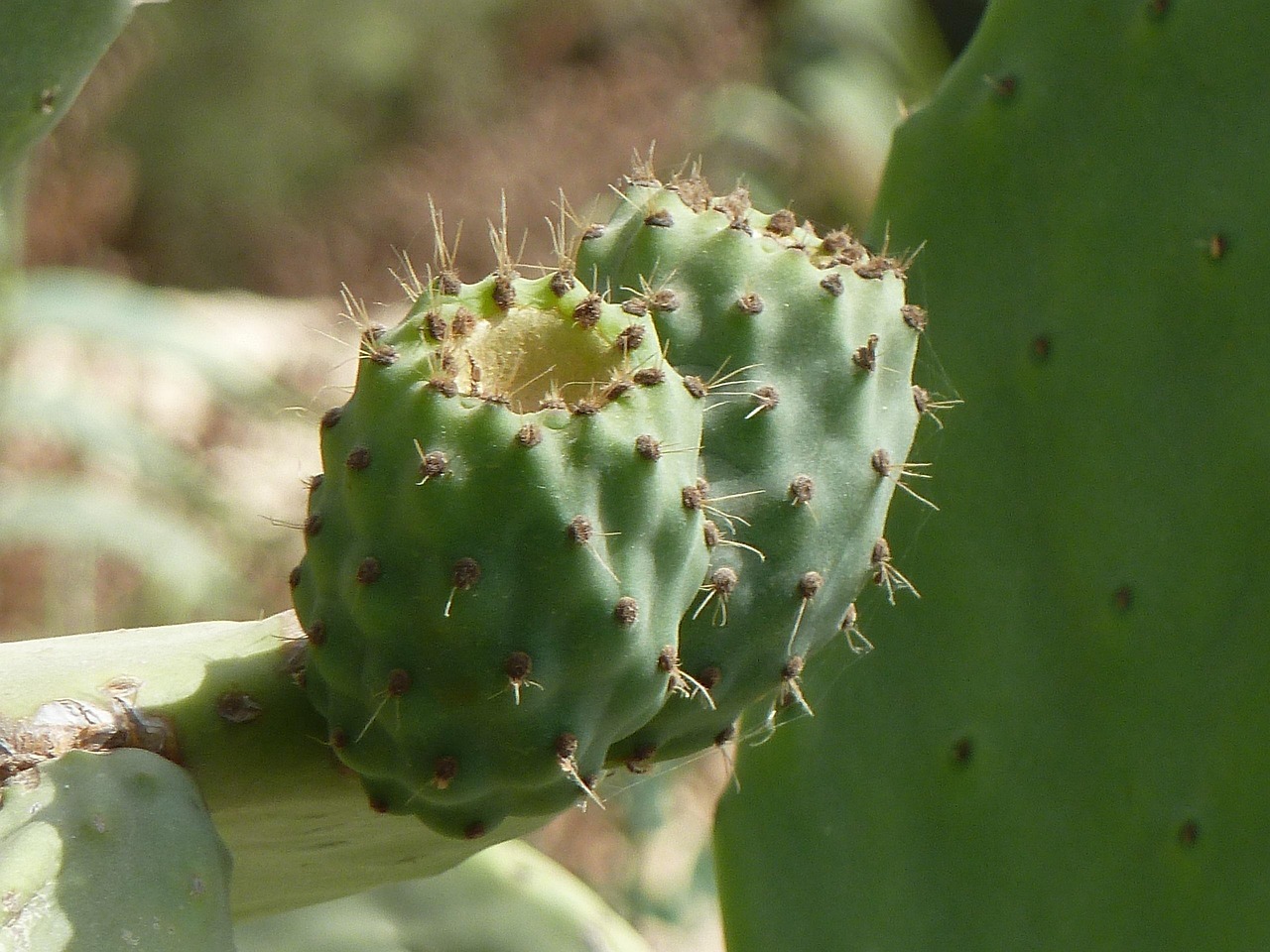 Prickly Pear Cactus Malta - Free photo on Pixabay - Pixabay