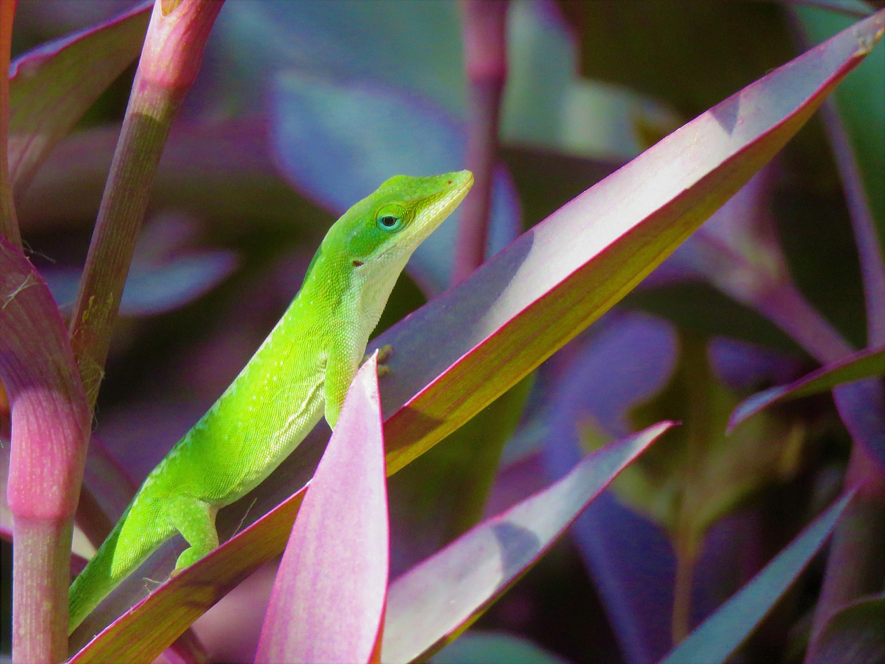 Reptil Kadal Hijau - Foto gratis di Pixabay - Pixabay