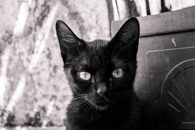 Gato Cat Felino - Photo gratuite sur Pixabay - Pixabay