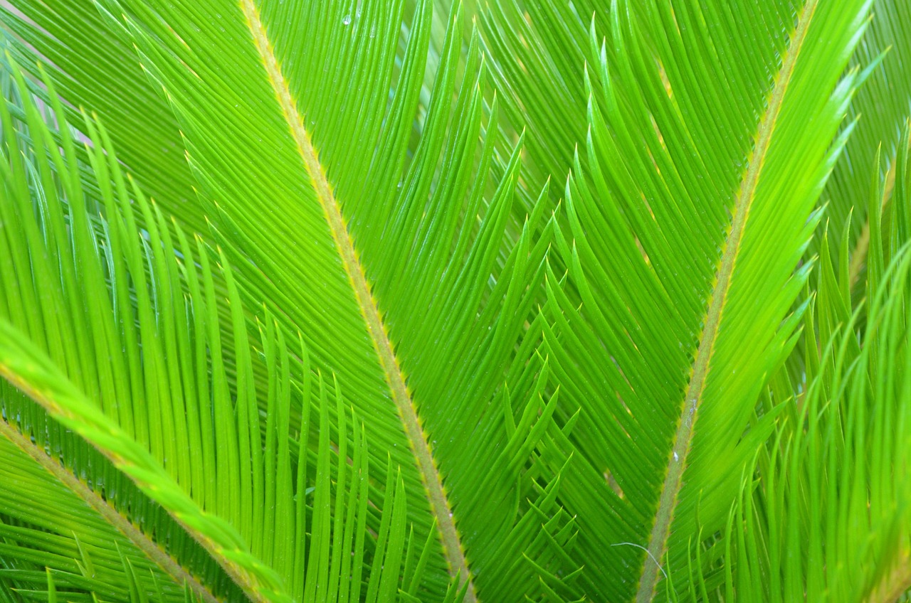 Cycas Plant - Free photo on Pixabay
