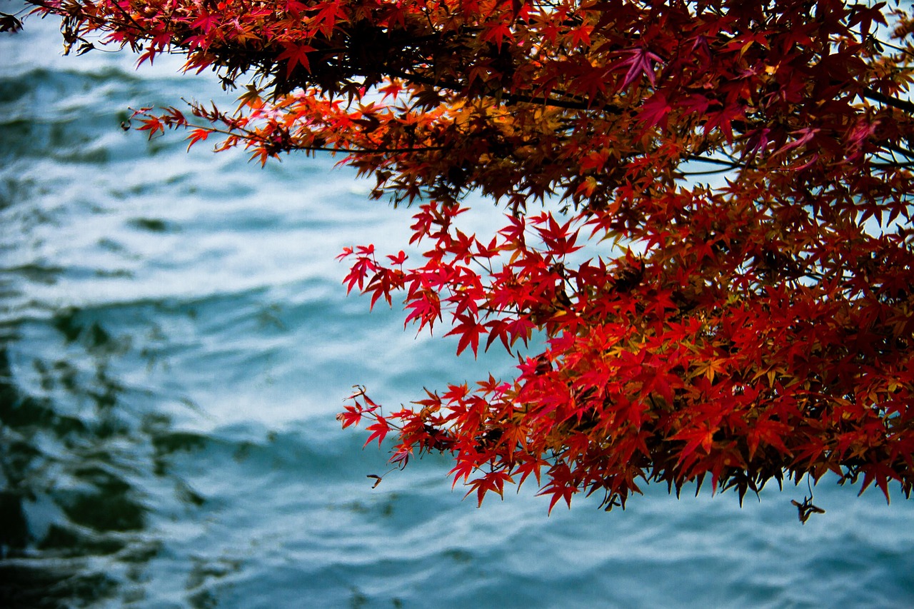 Autumn Red Leaves West - Free photo on Pixabay - Pixabay