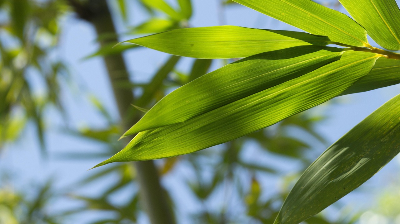 Vert Feuille Feuilles Vertes - Photo gratuite sur Pixabay - Pixabay