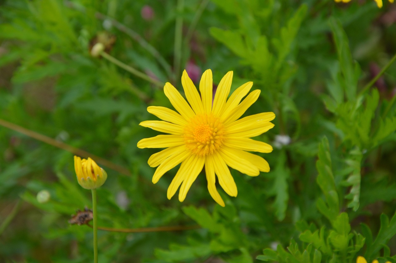 Margarita Amarilla Pétalos Flor La - Foto gratis en Pixabay - Pixabay