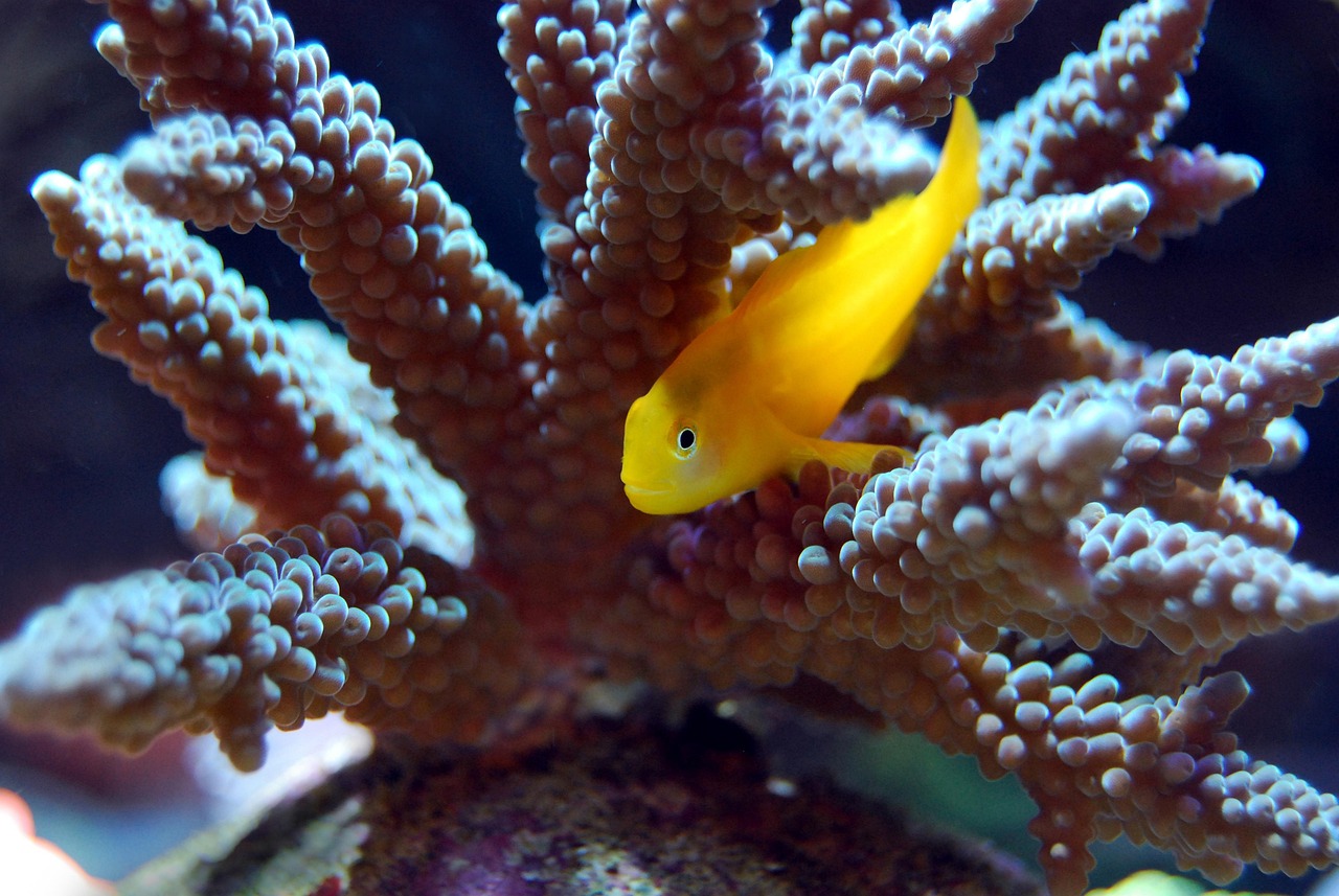 3,000+ Free Coral Reef & Coral Images - Pixabay