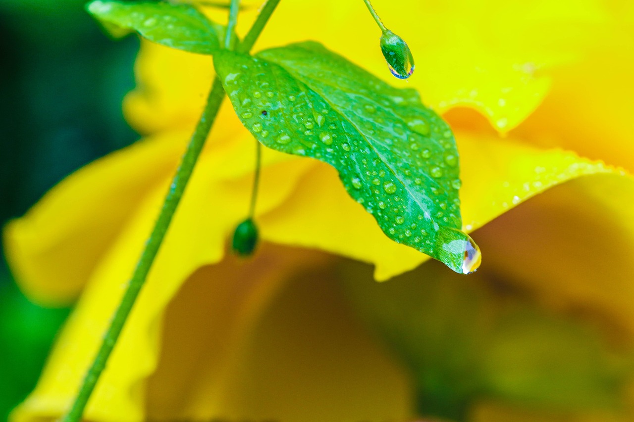 Plant Water Drop Garden Flower - Free photo on Pixabay