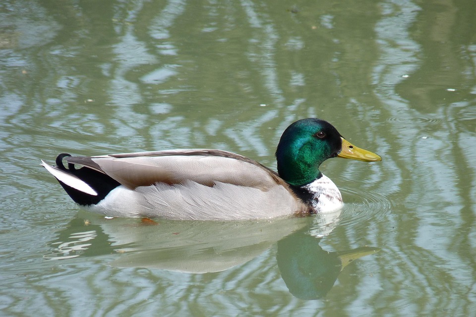 Wild Duck Pond Nature - Free photo on Pixabay - Pixabay