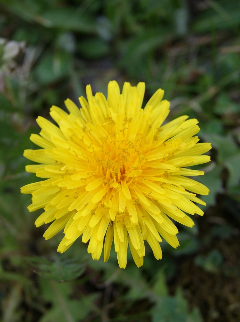 Diente De León Flor Naturaleza - Foto gratis en Pixabay - Pixabay