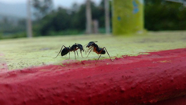 Ants Chat Talk - Free photo on Pixabay