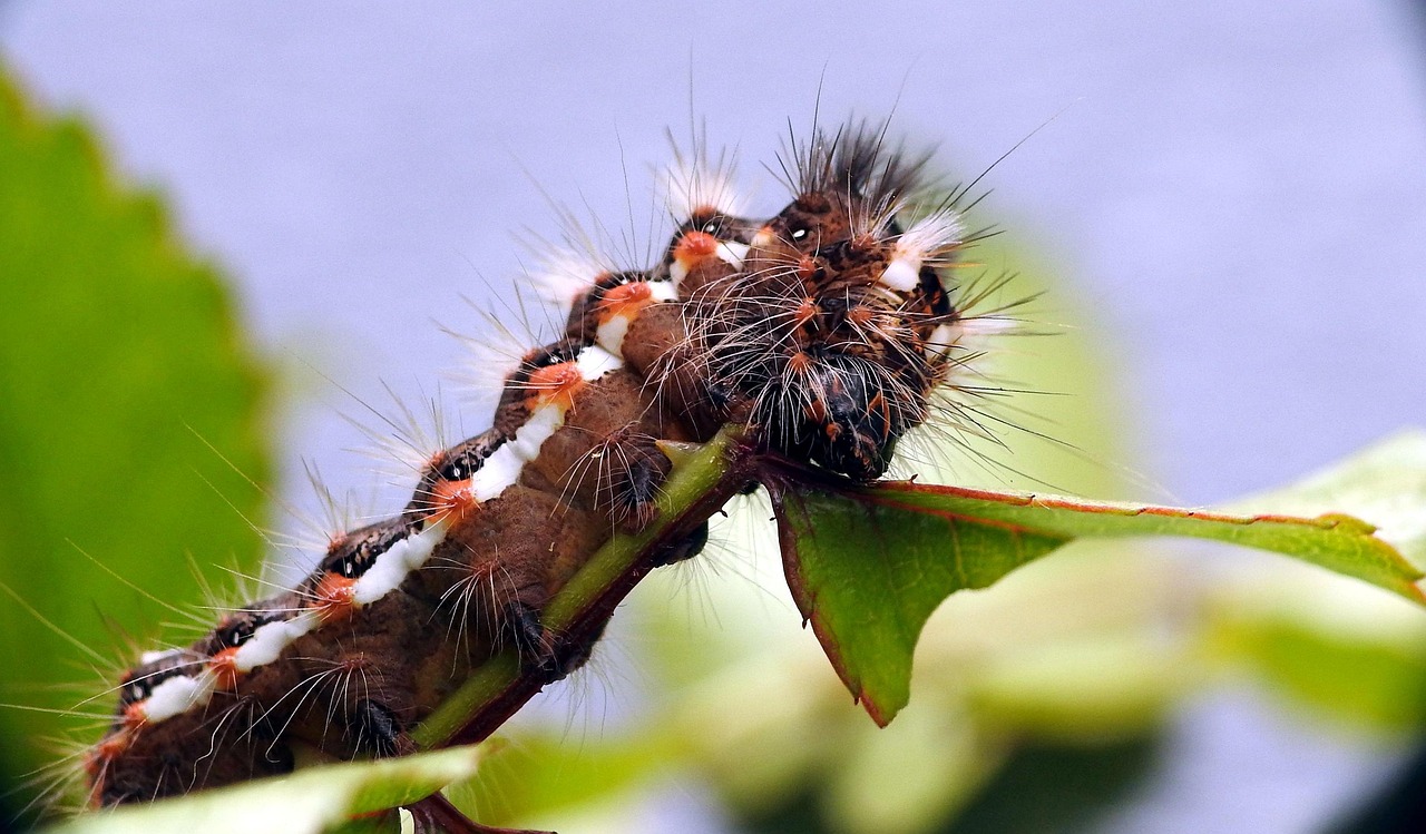 Caterpillar Macro Shot Butterfly - Free photo on Pixabay - Pixabay Caterpillar Macro Shot Butterfly - Free photo on Pixabay - Pixabay