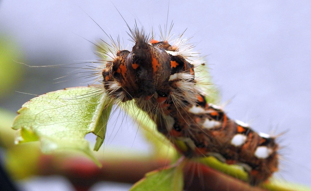 Oruga Insecto Mariposa - Foto gratis en Pixabay - Pixabay