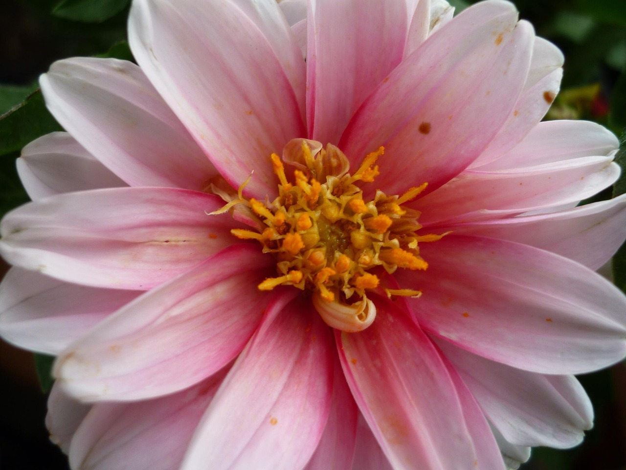 Dahlia Bunga Di Dalam Darah - Foto gratis di Pixabay - Pixabay