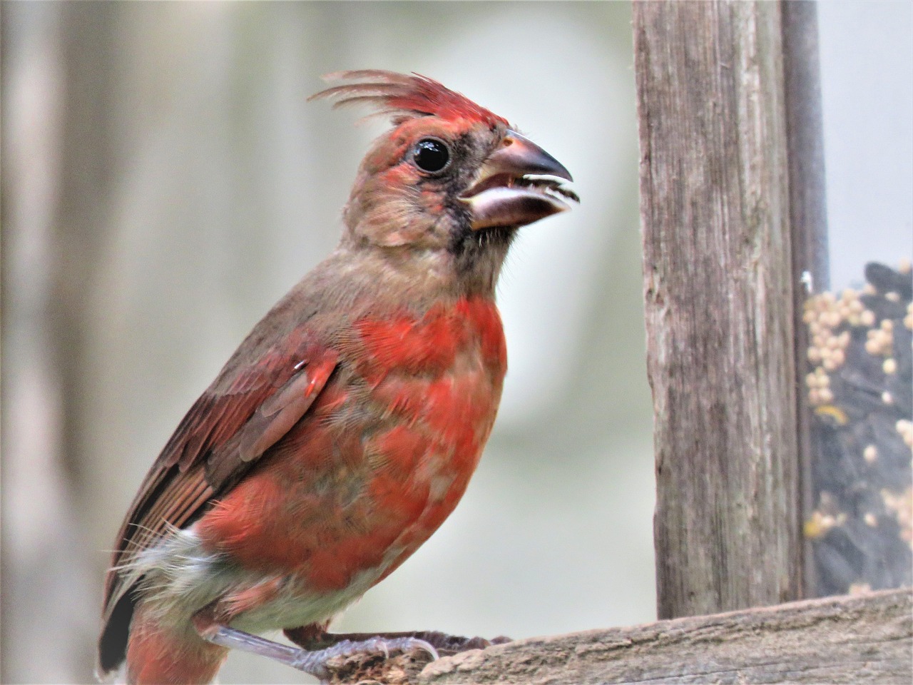 Pájaro Fauna Silvestre Naturaleza - Foto gratis en Pixabay - Pixabay
