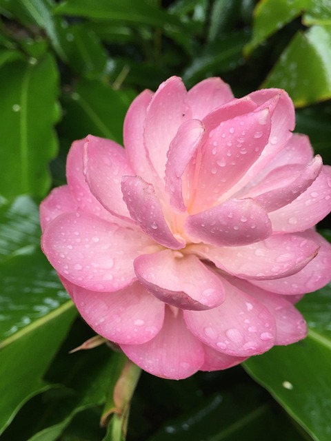 400.000+ kostenlose Hawaii-Blumen und Hawaii-Bilder - Pixabay