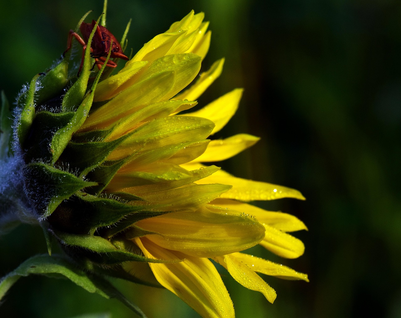 Sunflower Morning Dew Leaf Bug - Free photo on Pixabay - Pixabay