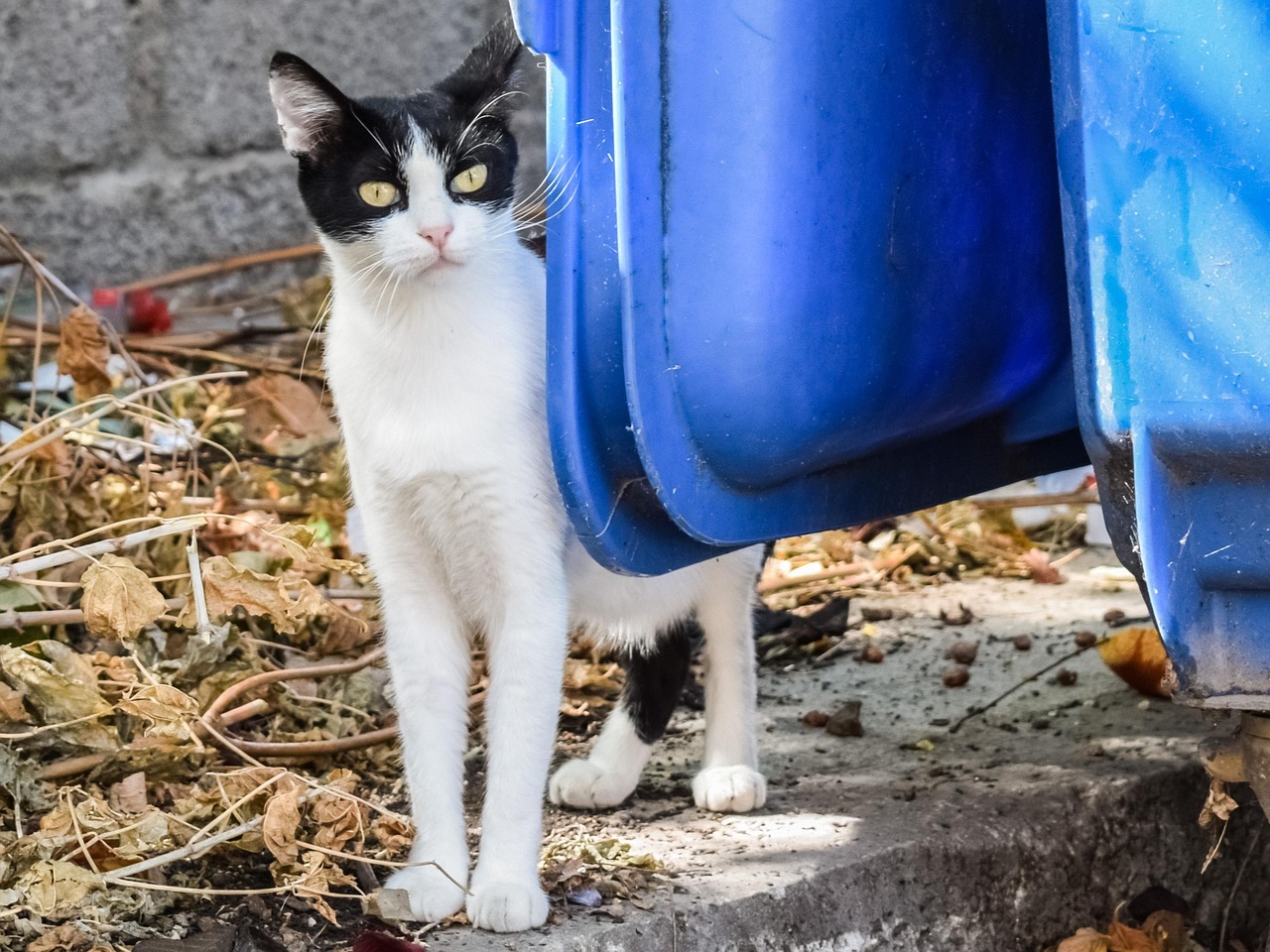 Gato Extraviarse Vagabundo - Foto gratis en Pixabay - Pixabay