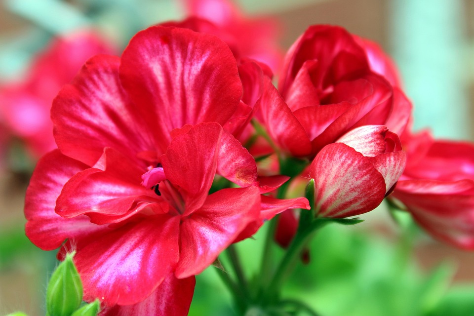 Geranium Bloem Bloesem - Gratis foto op Pixabay - Pixabay