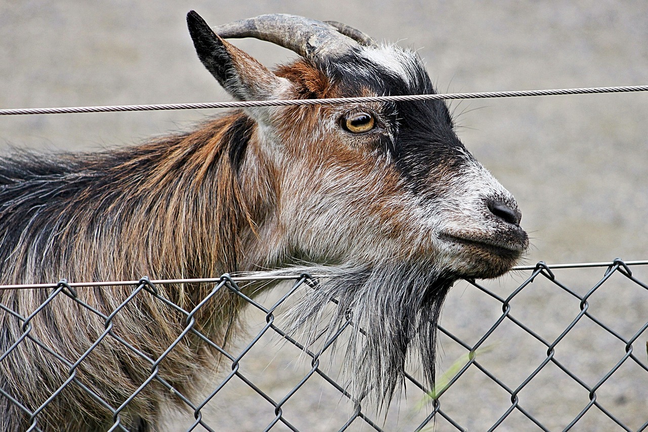 Cabra Enana Zoo - Foto gratis en Pixabay - Pixabay