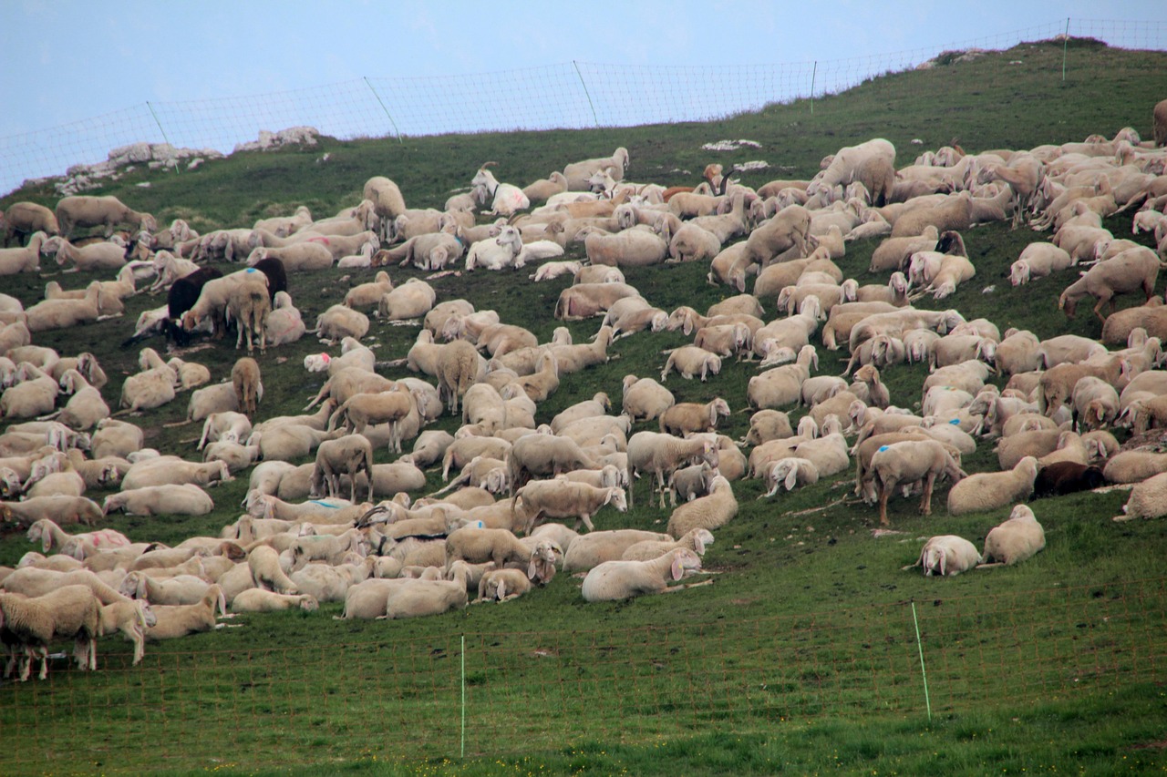 Flock Of Sheep Meadow - Free photo on Pixabay