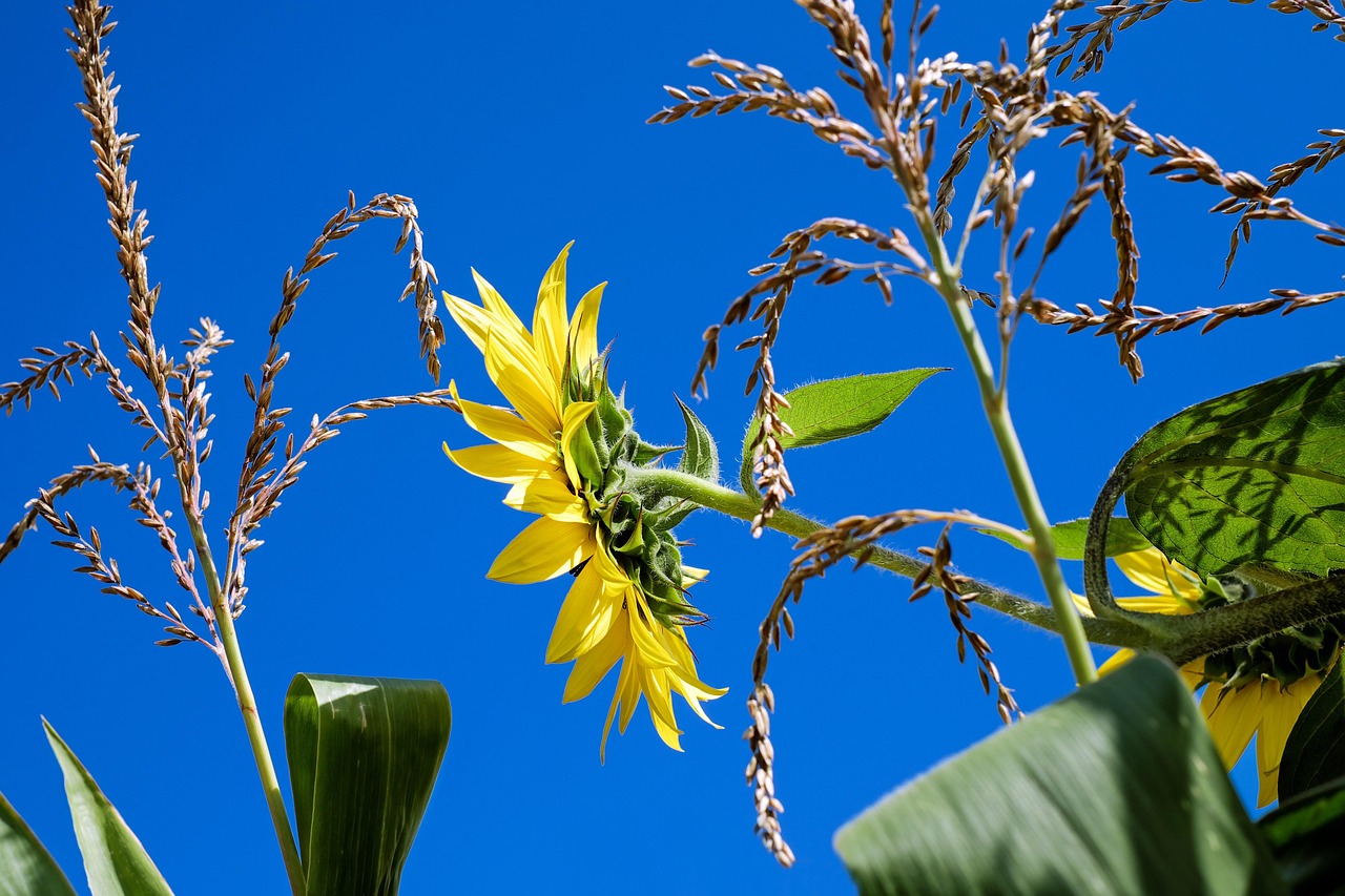 50+ Free Single Sunflower & Sunflower Images - Pixabay