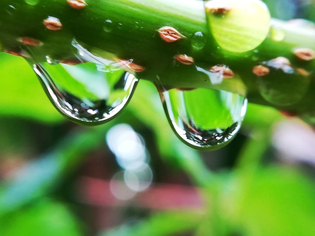 Des Gouttes D'Eau Vert La - Photo gratuite sur Pixabay - Pixabay