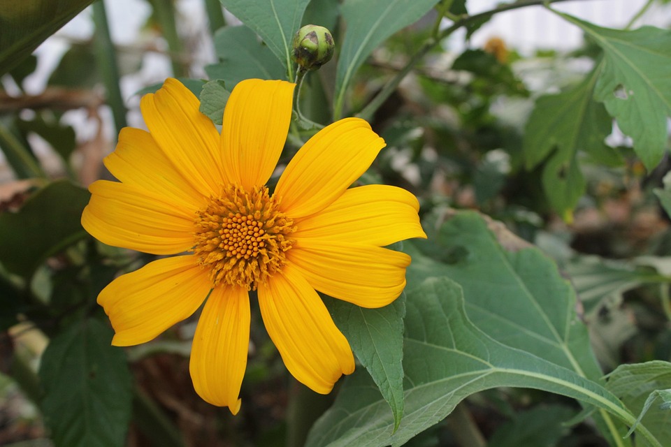 Tithonia Diversifolia Flower - Free photo on Pixabay