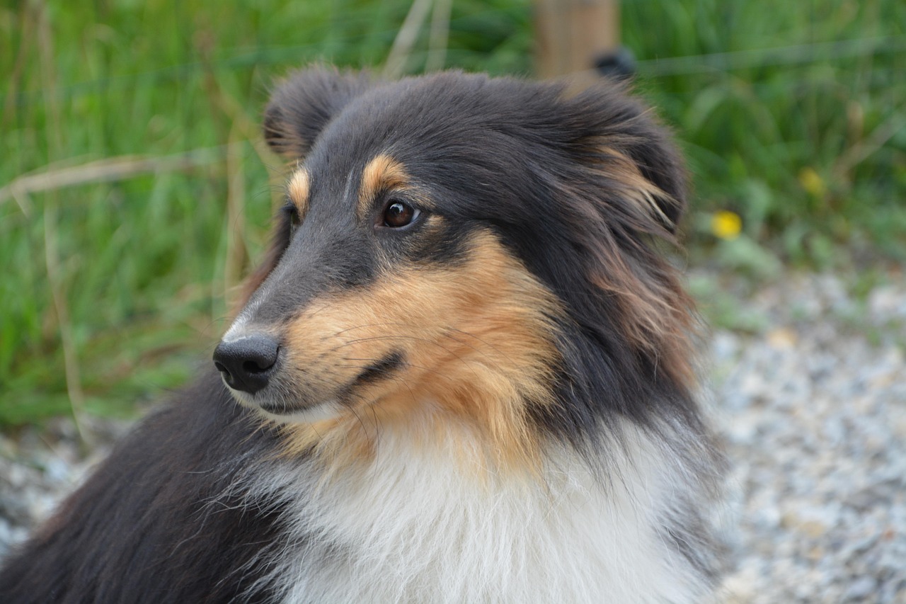 หมา Shetland Sheepdog โปรไฟล์ - ภาพฟรีบน Pixabay - Pixabay