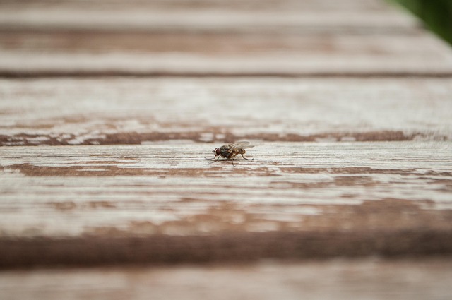 Table Fly - Free photo on Pixabay - Pixabay