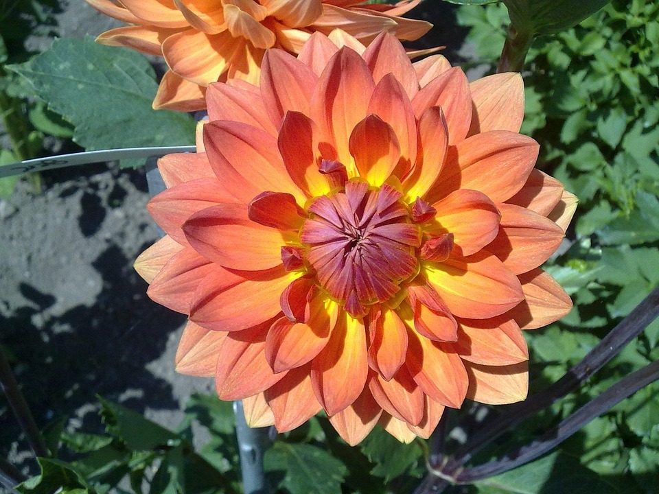 Dahlia Bunga Mekar - Foto gratis di Pixabay - Pixabay