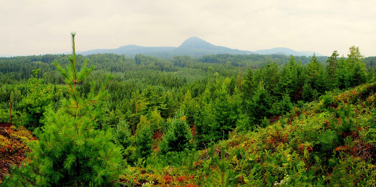 Czech Republic Forest Tree - Free photo on Pixabay