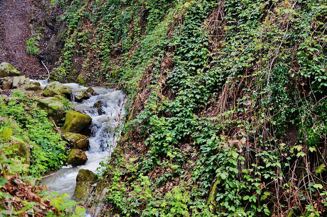 30,000+ Free Forest Steps & Forest Images - Pixabay