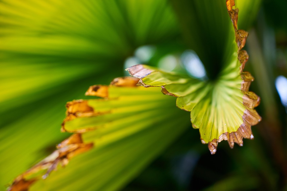 Leaf Green Palm - Free photo on Pixabay