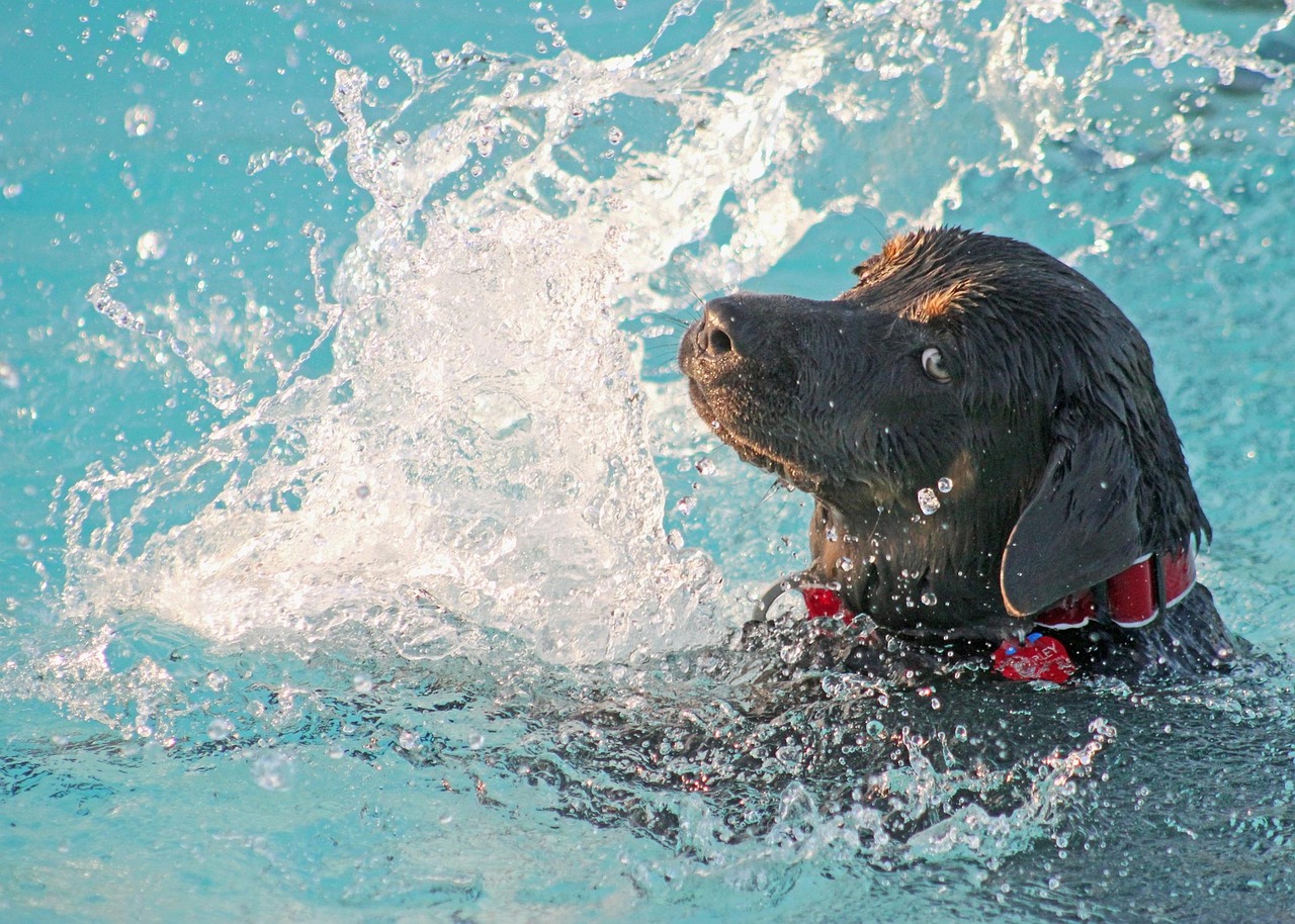 Dog Swimming Pool - Free photo on Pixabay