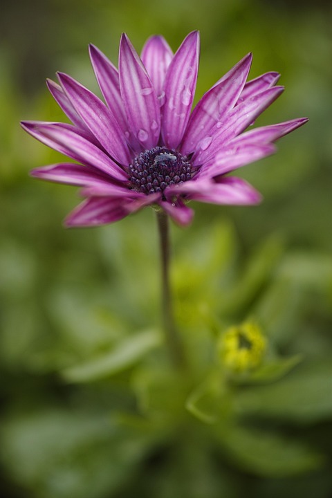 Mauve Vert Fleur - Photo gratuite sur Pixabay