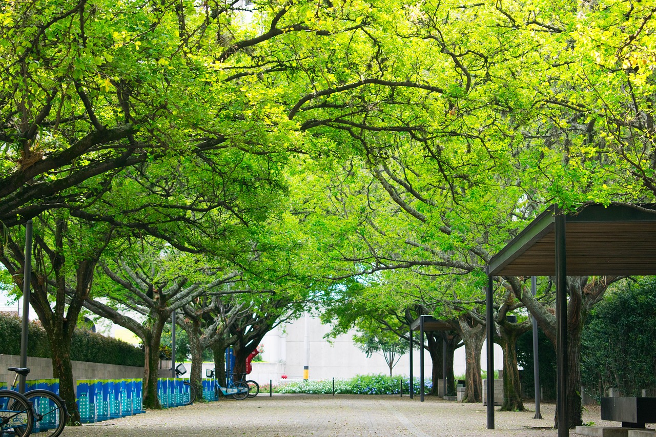 Más de 40 000 imágenes gratis de Calles De Medellin y Calles - Pixabay