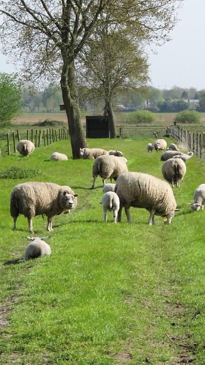 Sheep Nature Farm - Free photo on Pixabay