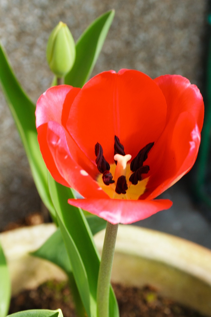Tulipán Macro Naturaleza - Foto gratis en Pixabay - Pixabay