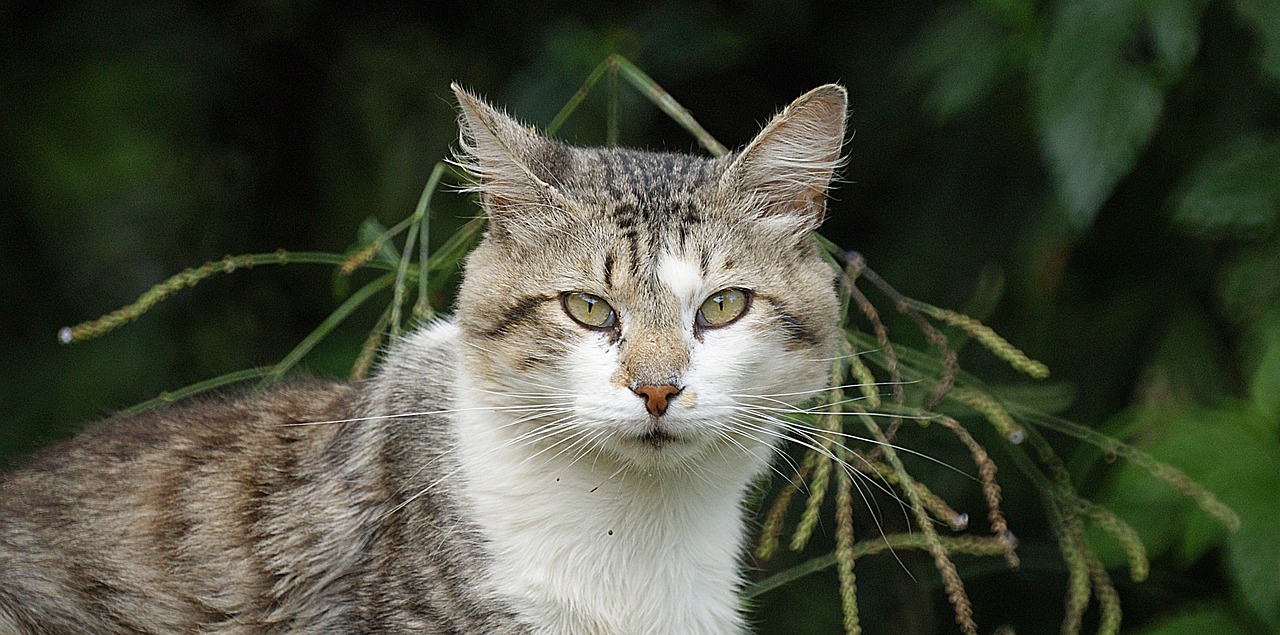 200+ Free Fauna Colombia & Colombia Images - Pixabay
