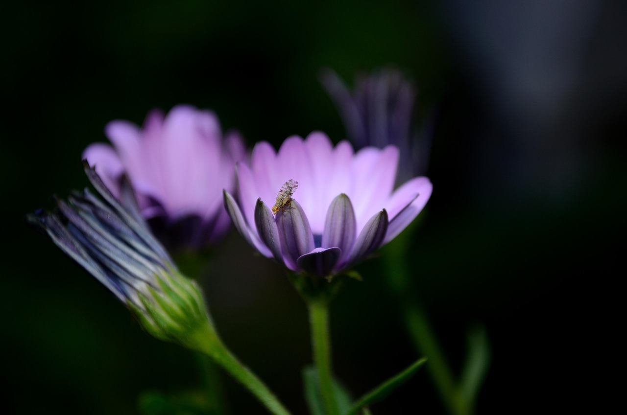 Flor Roxa Roxo - Foto gratuita no Pixabay - Pixabay