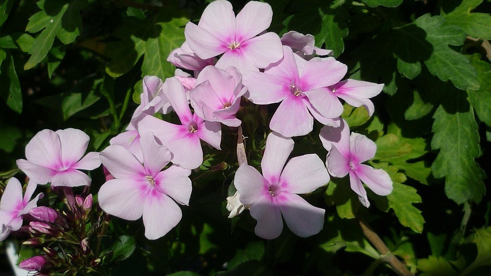 Phlox Bunga Kebun Merah Muda - Foto gratis di Pixabay - Pixabay