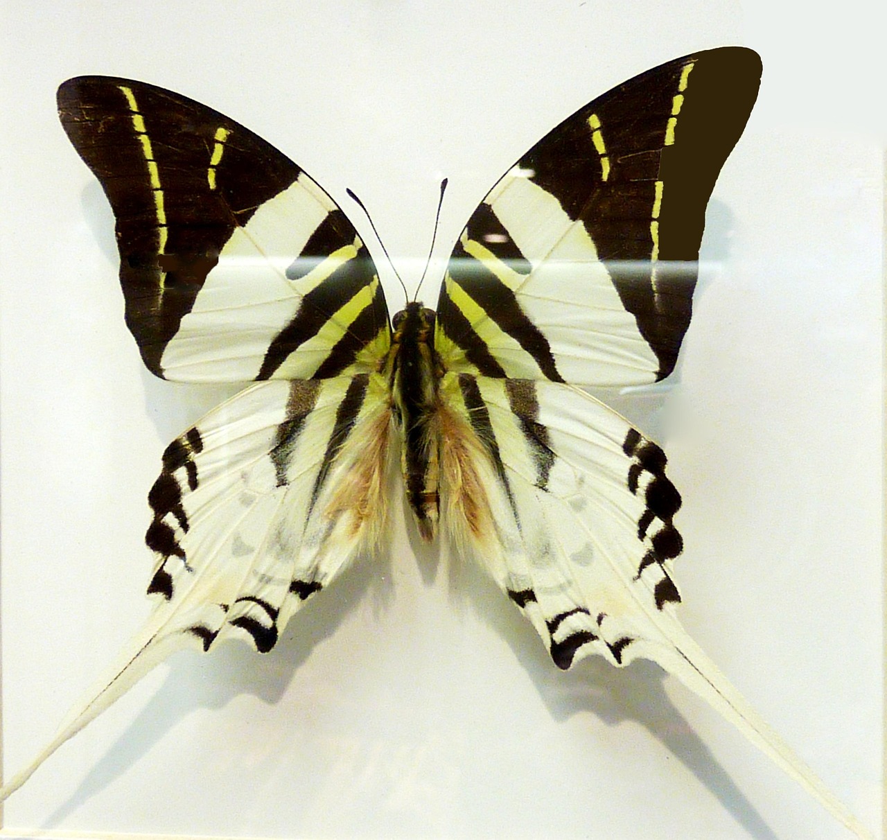 Papillon Papillons Insecte - Photo gratuite sur Pixabay - Pixabay