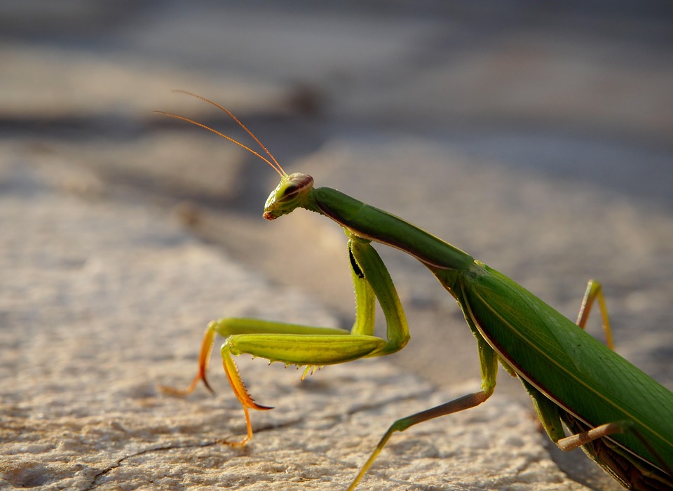 Mantis Insect Garden - Free photo on Pixabay