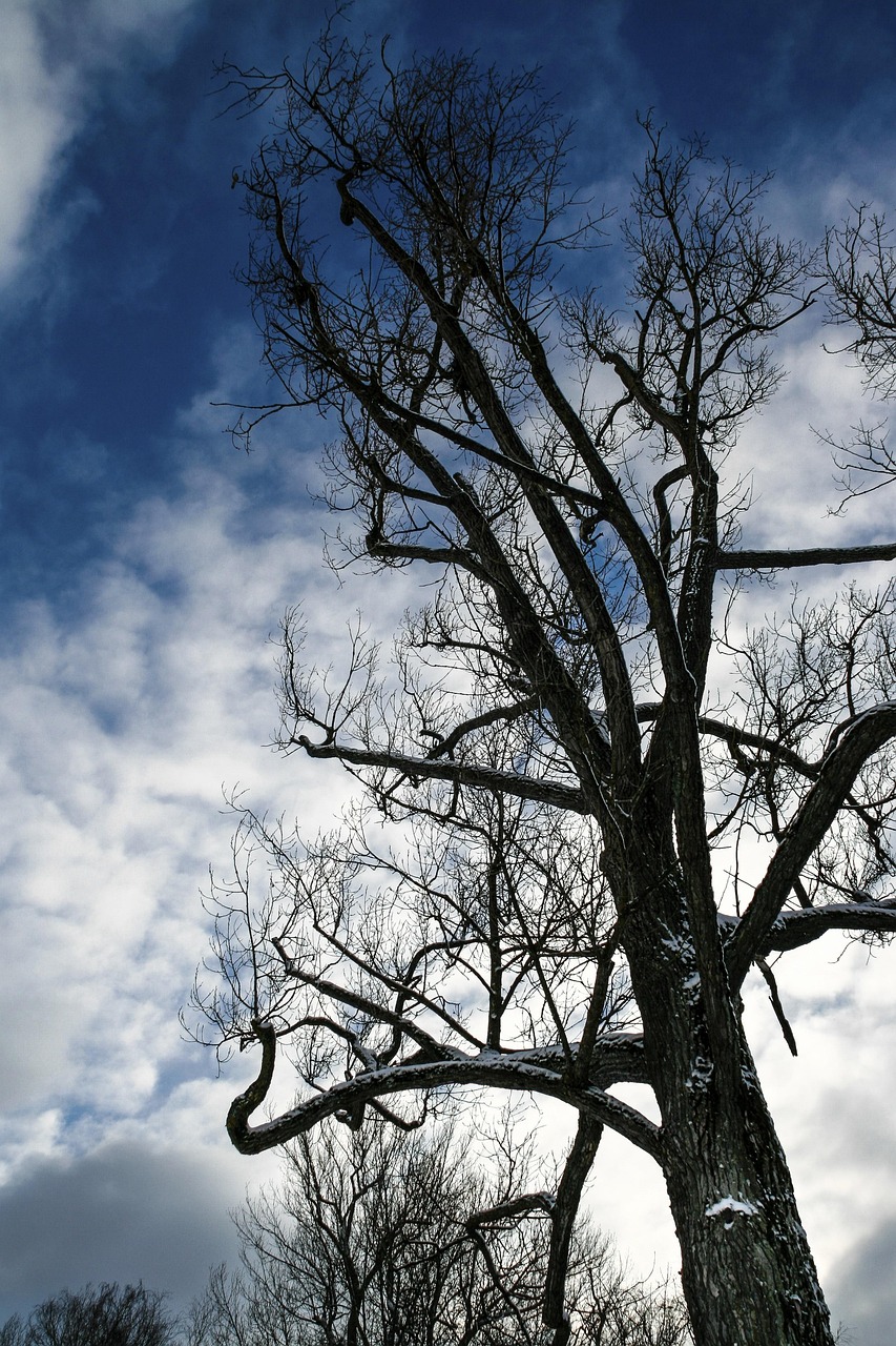 Tree Bald Bare - Free photo on Pixabay - Pixabay