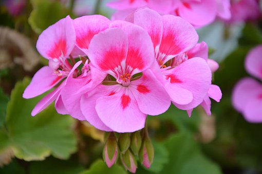 Download Geranium, Pink, Terracotta Pot. Royalty-Free Vector Graphic ...